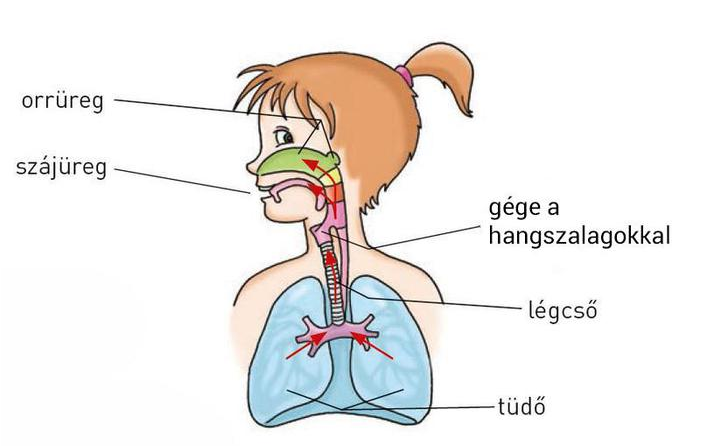 5. nyelvtan 2022 :: Mnyelvtan5